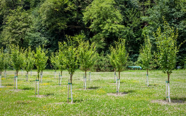 How to Plant Field-Grown Trees - Cherokee Manufacturing
